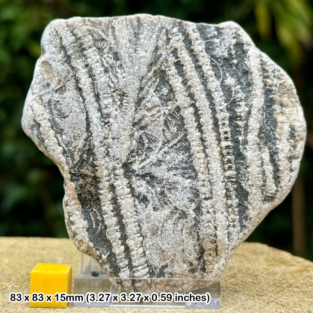 UK Fossil Collecting – Where to find fossils and what to find. UK ...