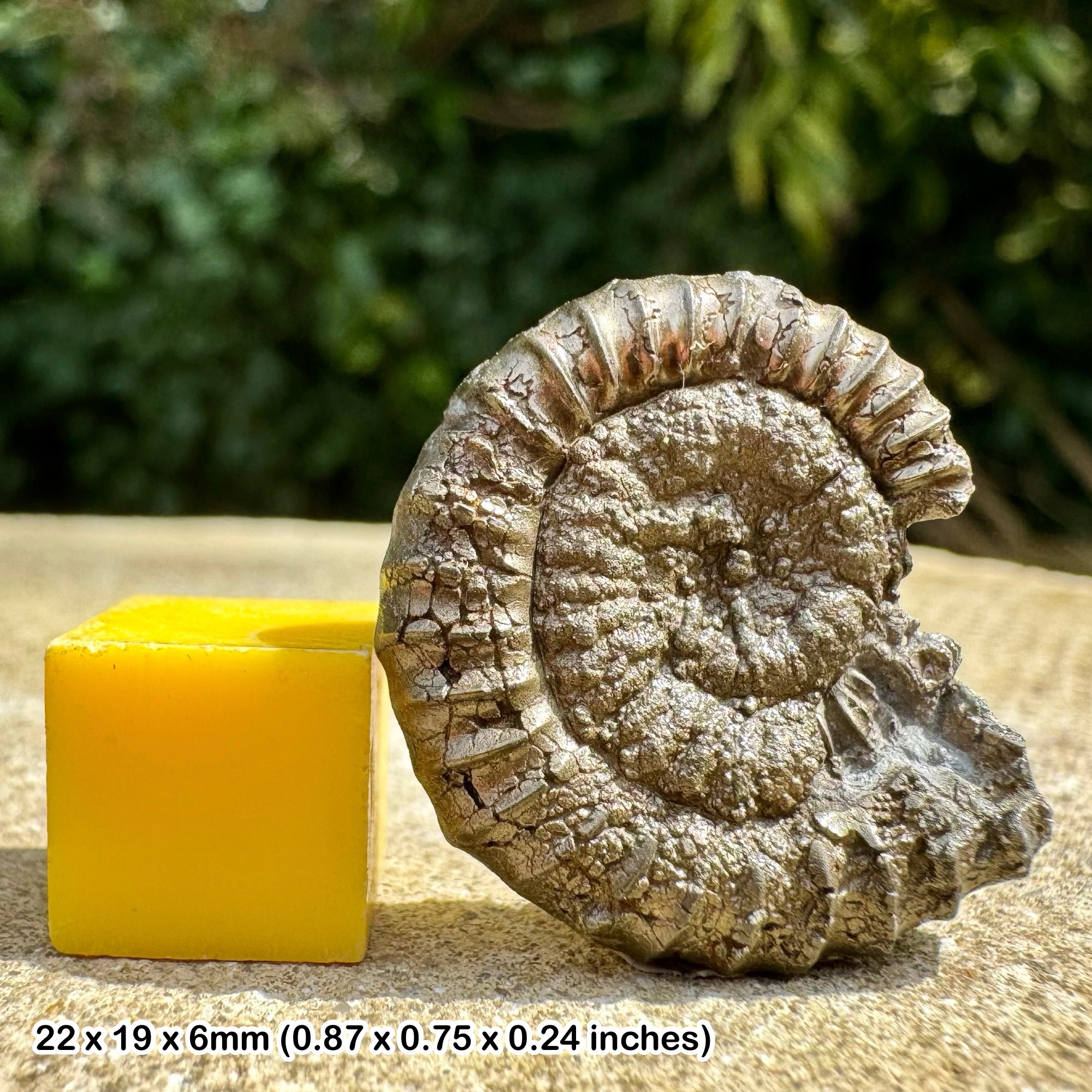 662c912491a9eb654559c241.jpg – UK Fossil Collecting