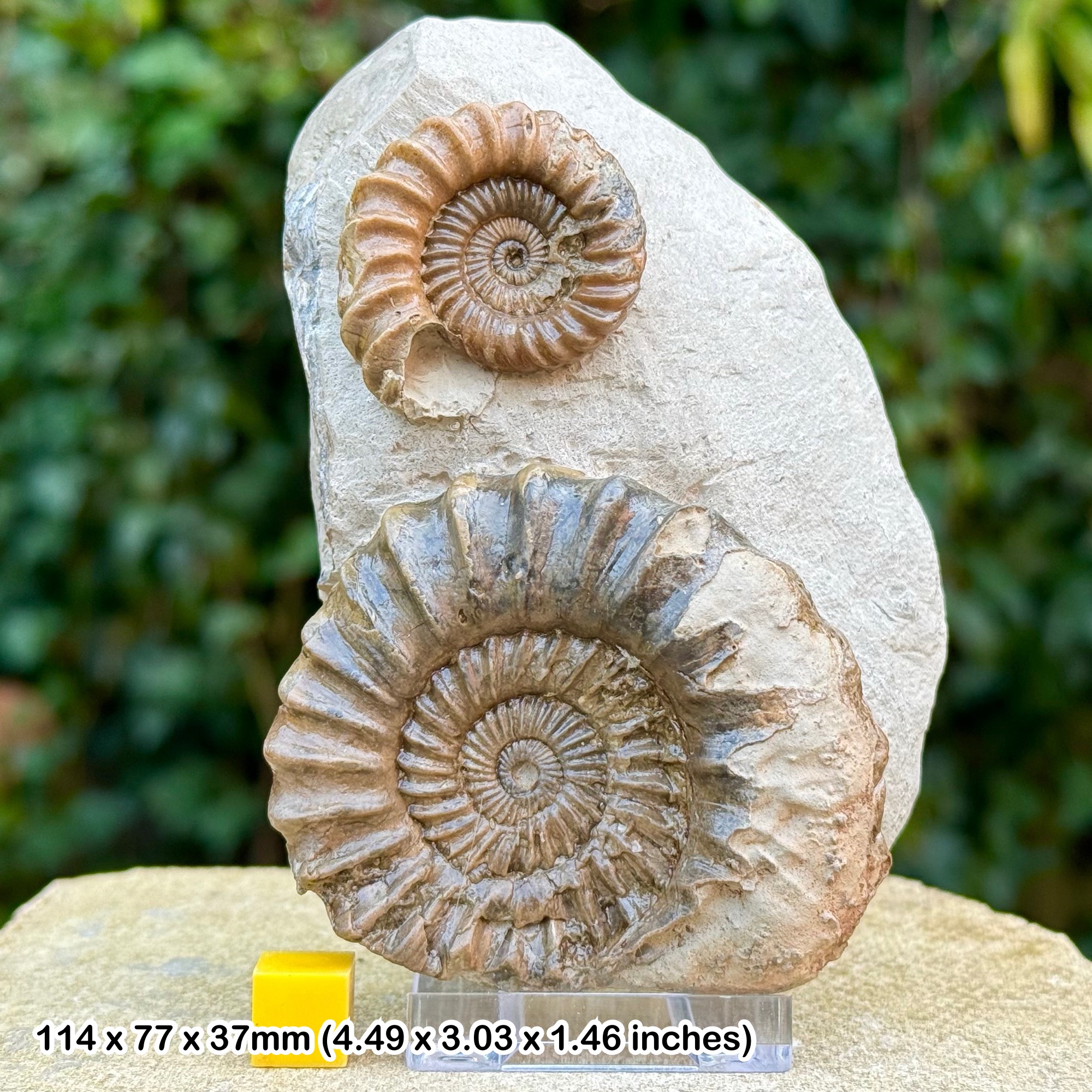 662c9aa991a9eb65456a5176.jpg – UK Fossil Collecting