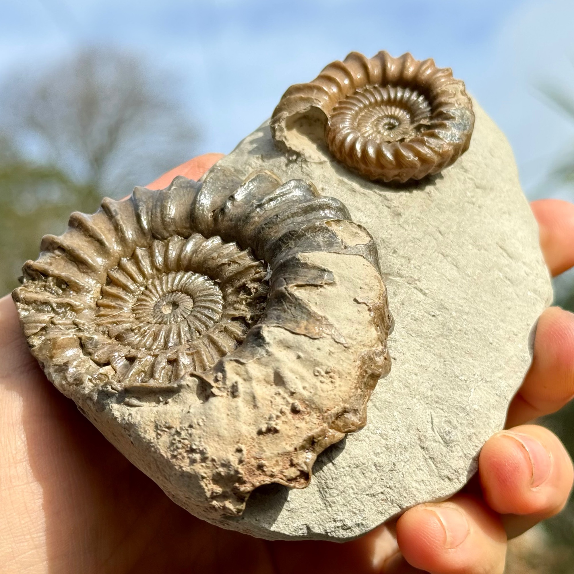 662c9ab791a9eb65456a54db.jpg – UK Fossil Collecting