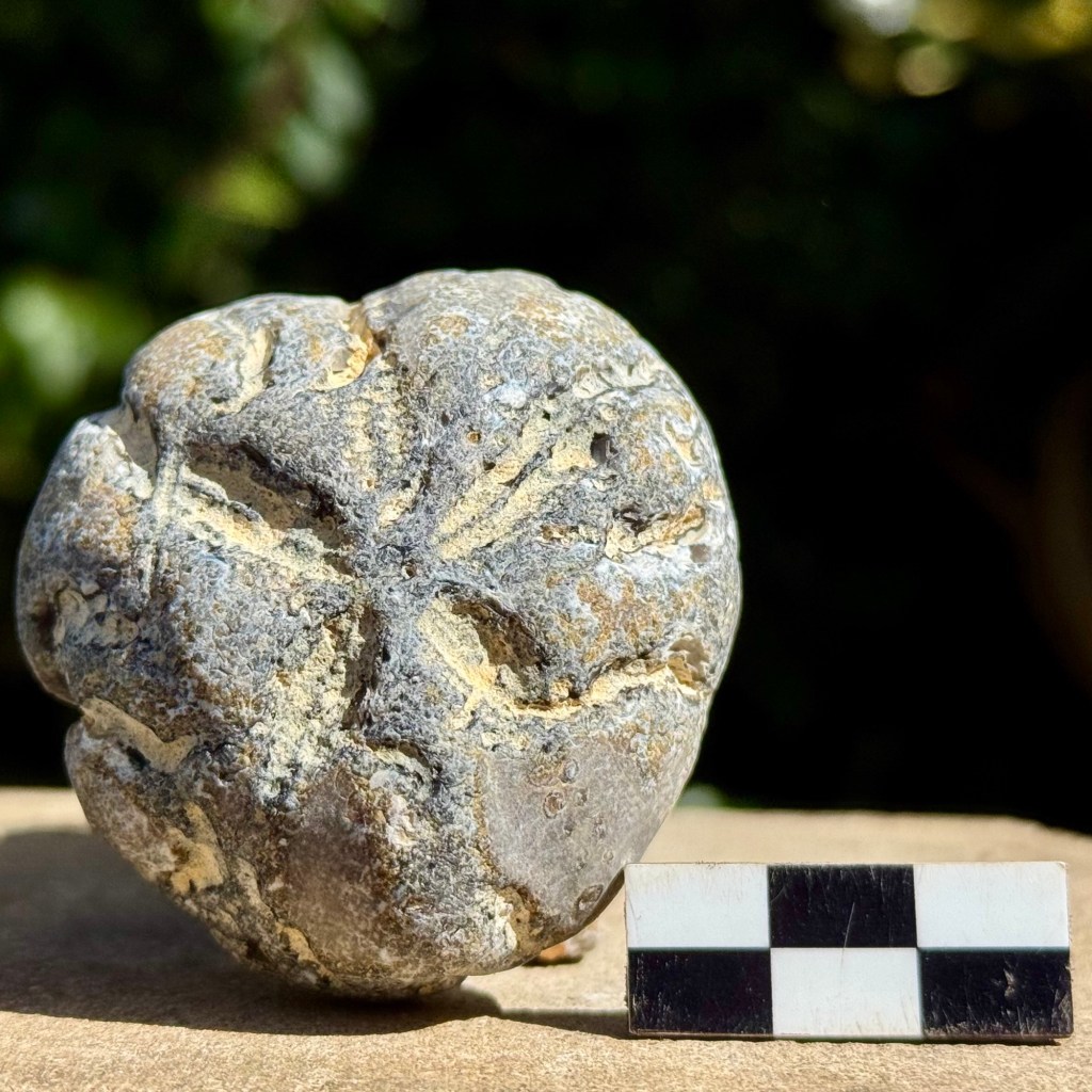 UK Fossil Collecting – Where to find fossils and what to find. UK ...