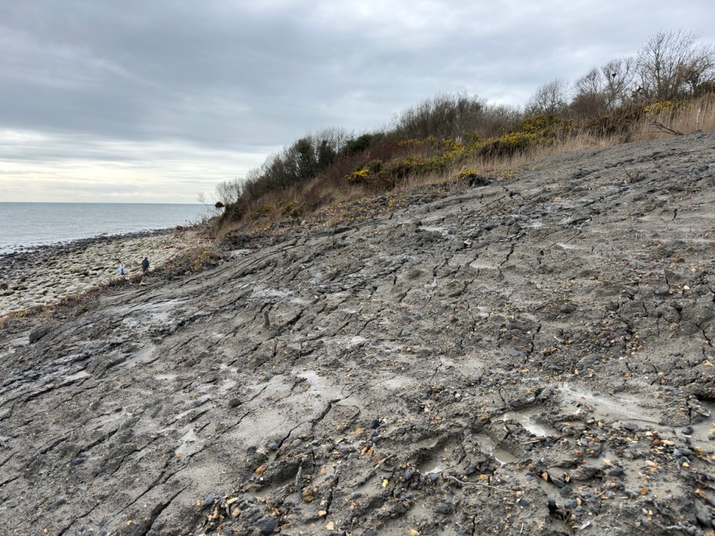 Charmouth (Black Ven) - Fossil Collecting Guide (UK Fossils)