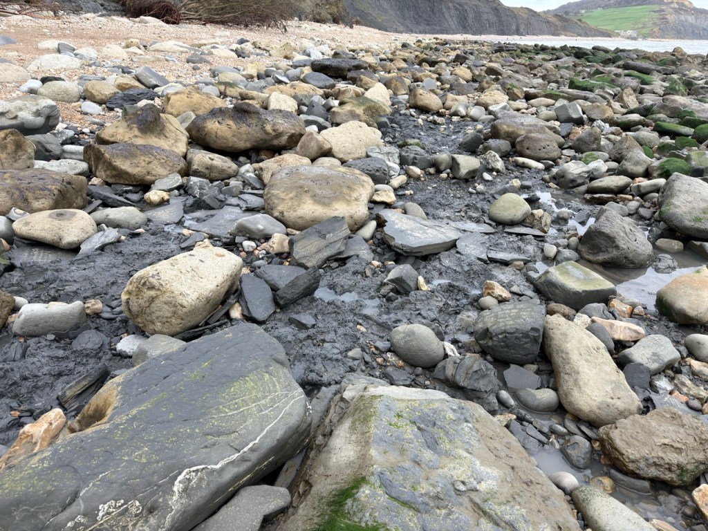 Charmouth (Black Ven) - Fossil Collecting Guide (UK Fossils)