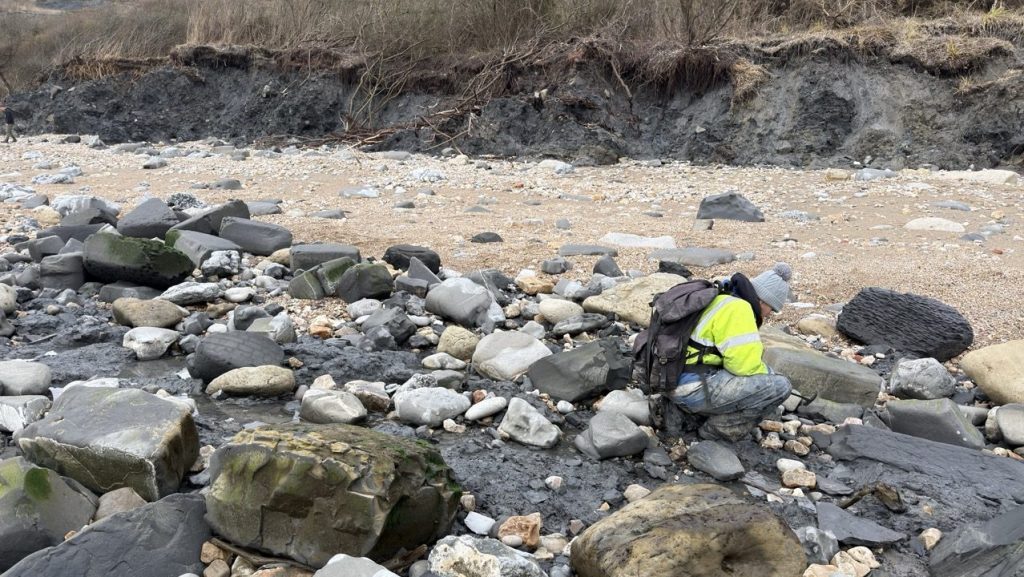 Charmouth (Black Ven) - Fossil Collecting Guide (UK Fossils)