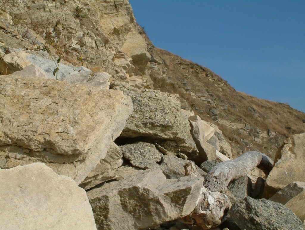Peveril Point - Fossil Collecting Guide (UK Fossils)
